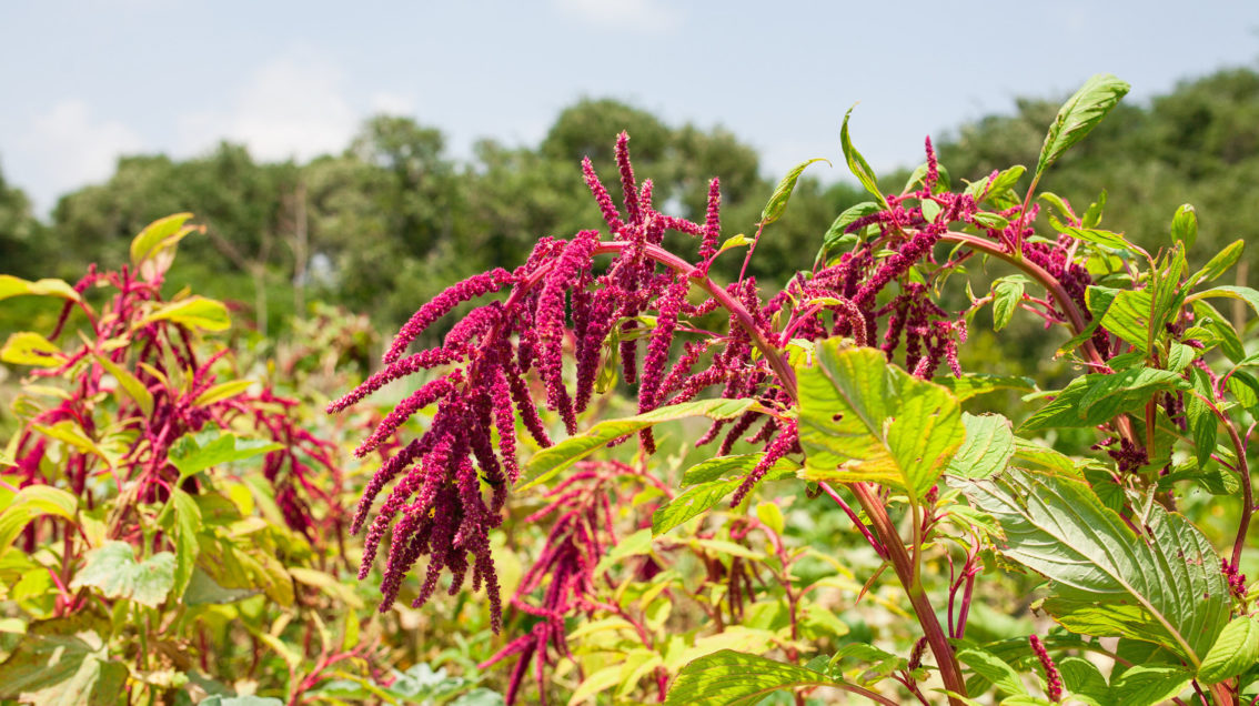 The Forgotten Grain of the Aztecs - The Bend Magazine