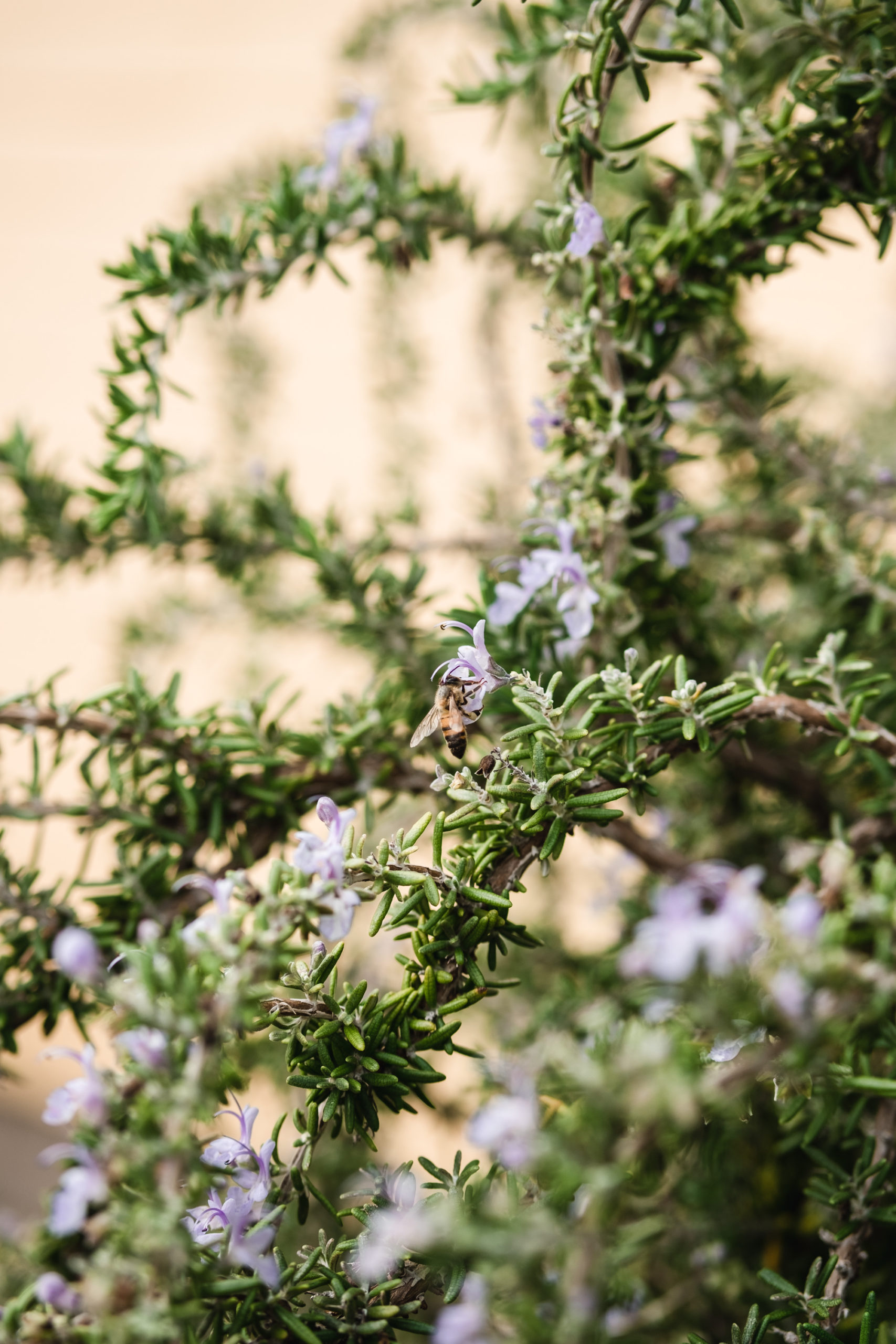 Dew of the Sea - The Bend Magazine