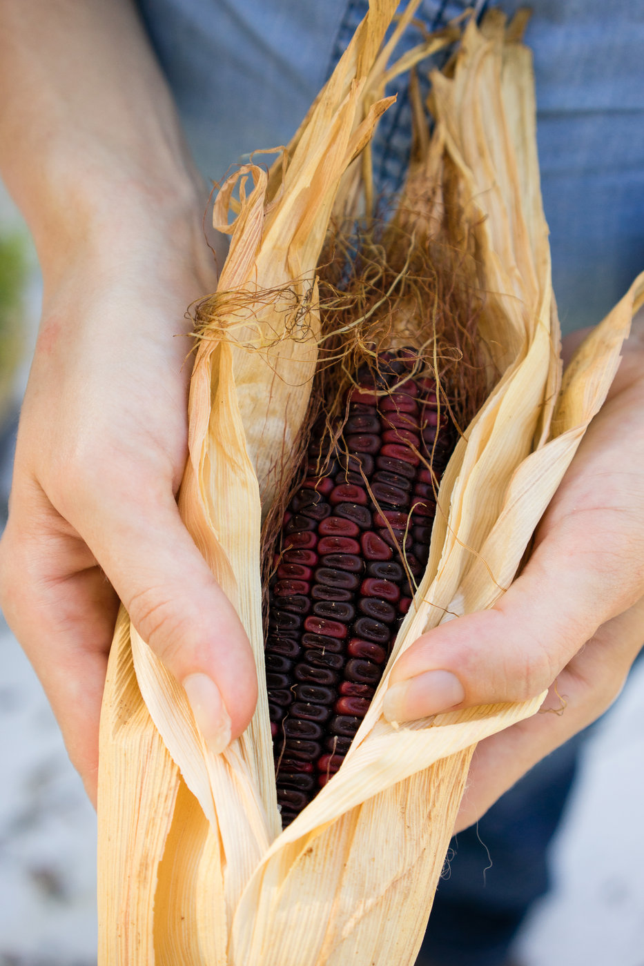 Secrets for Getting the Best Corn - The Bend Magazine
