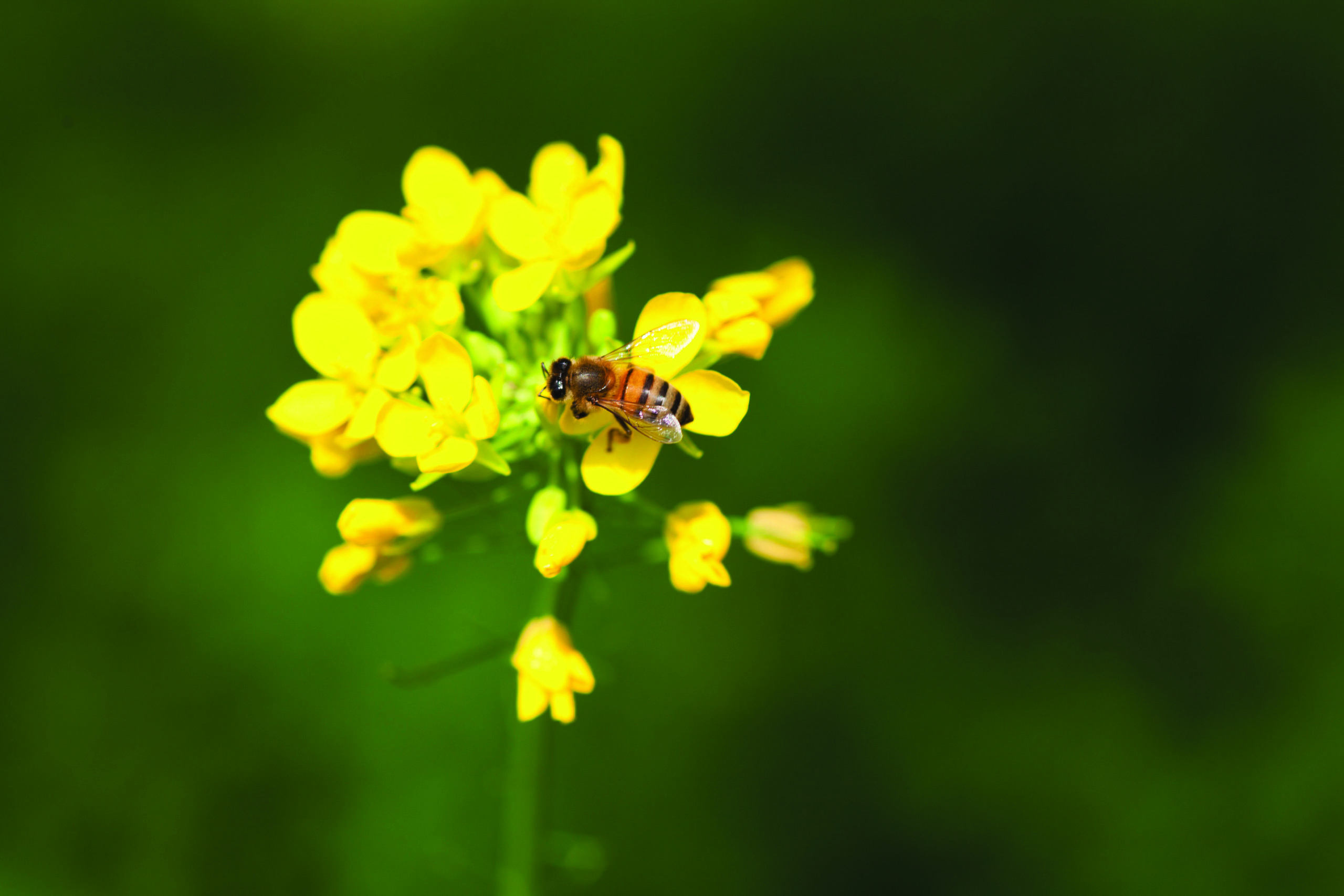 The Waggle Dance - The Bend Magazine