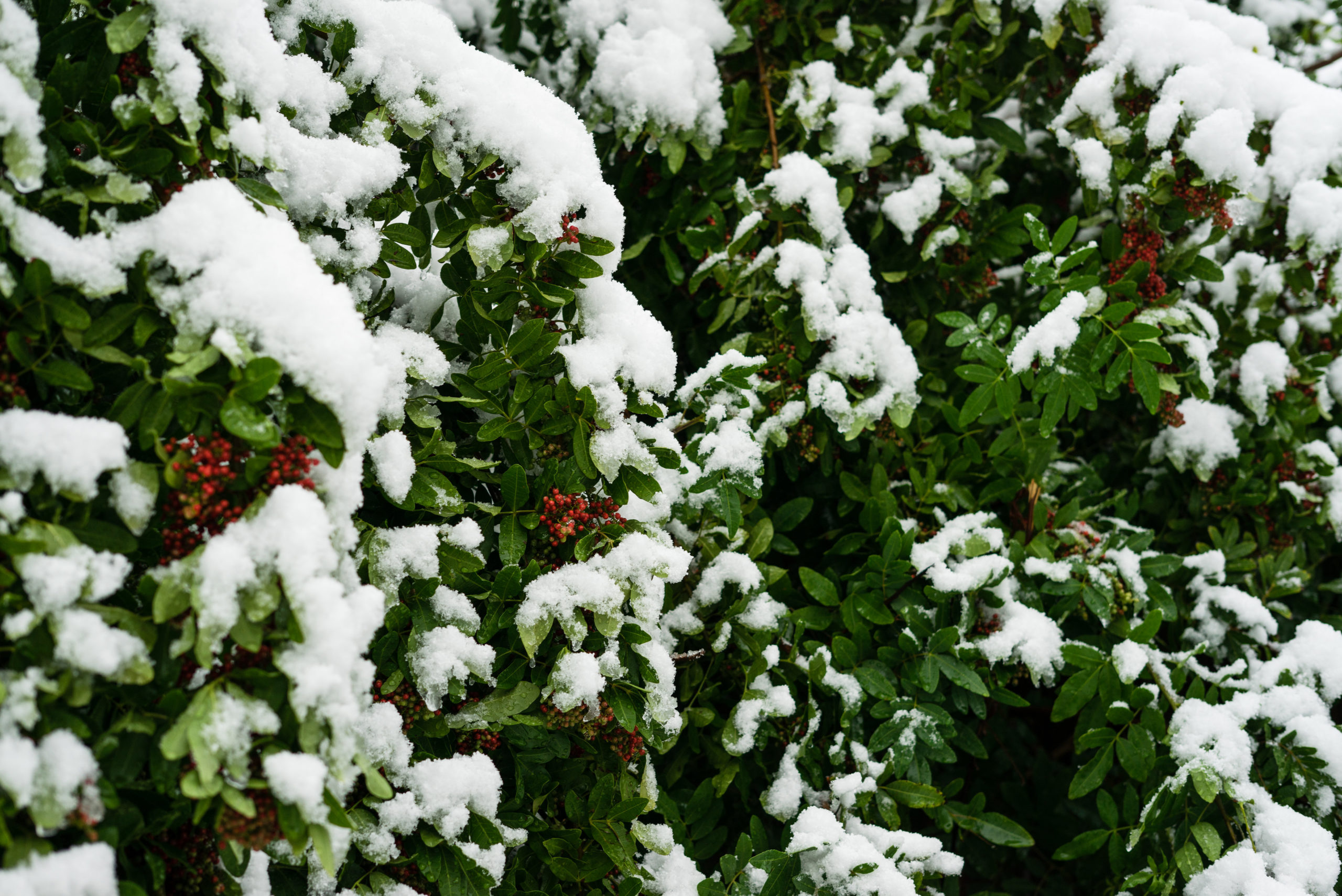 A Holiday Gift of Snow in South Texas - The Bend Magazine