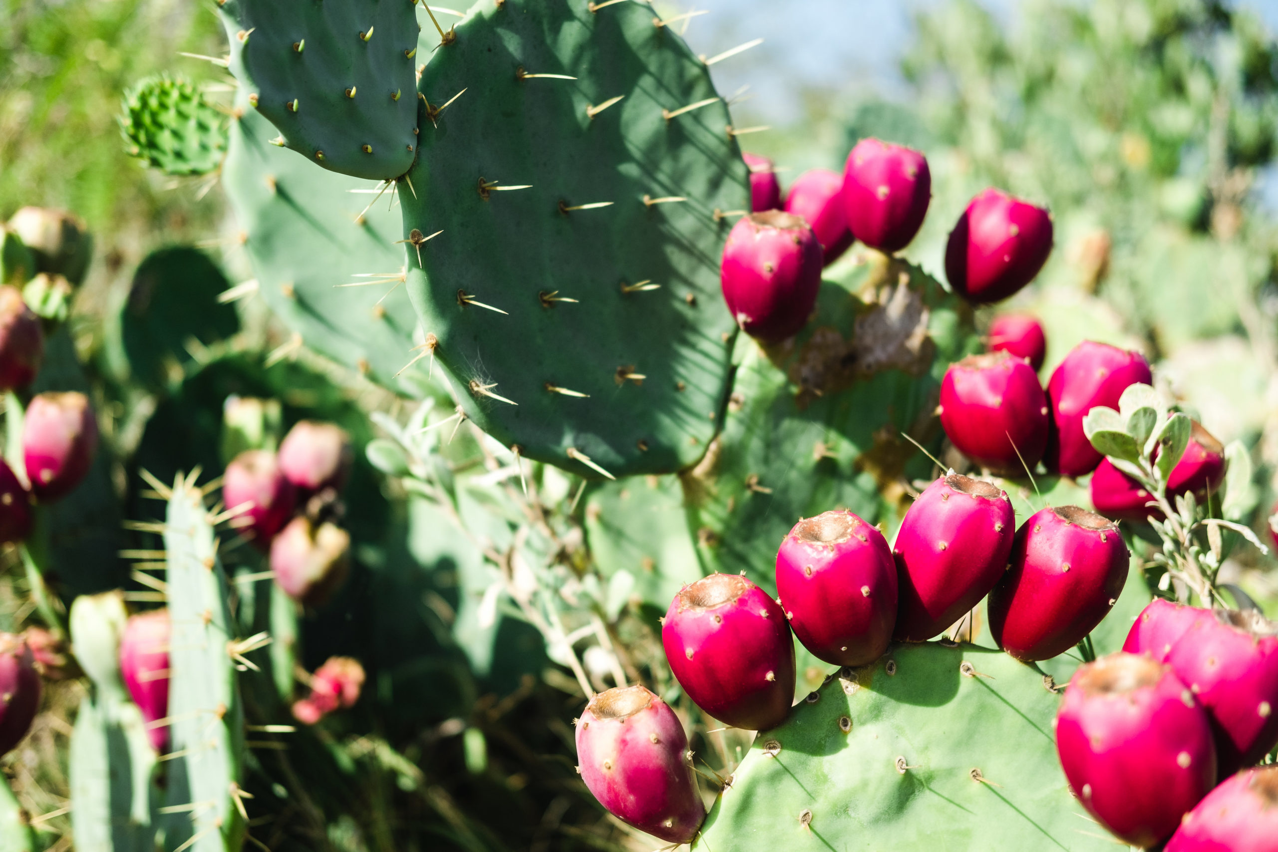 The Fruit of the Desert - The Bend Magazine