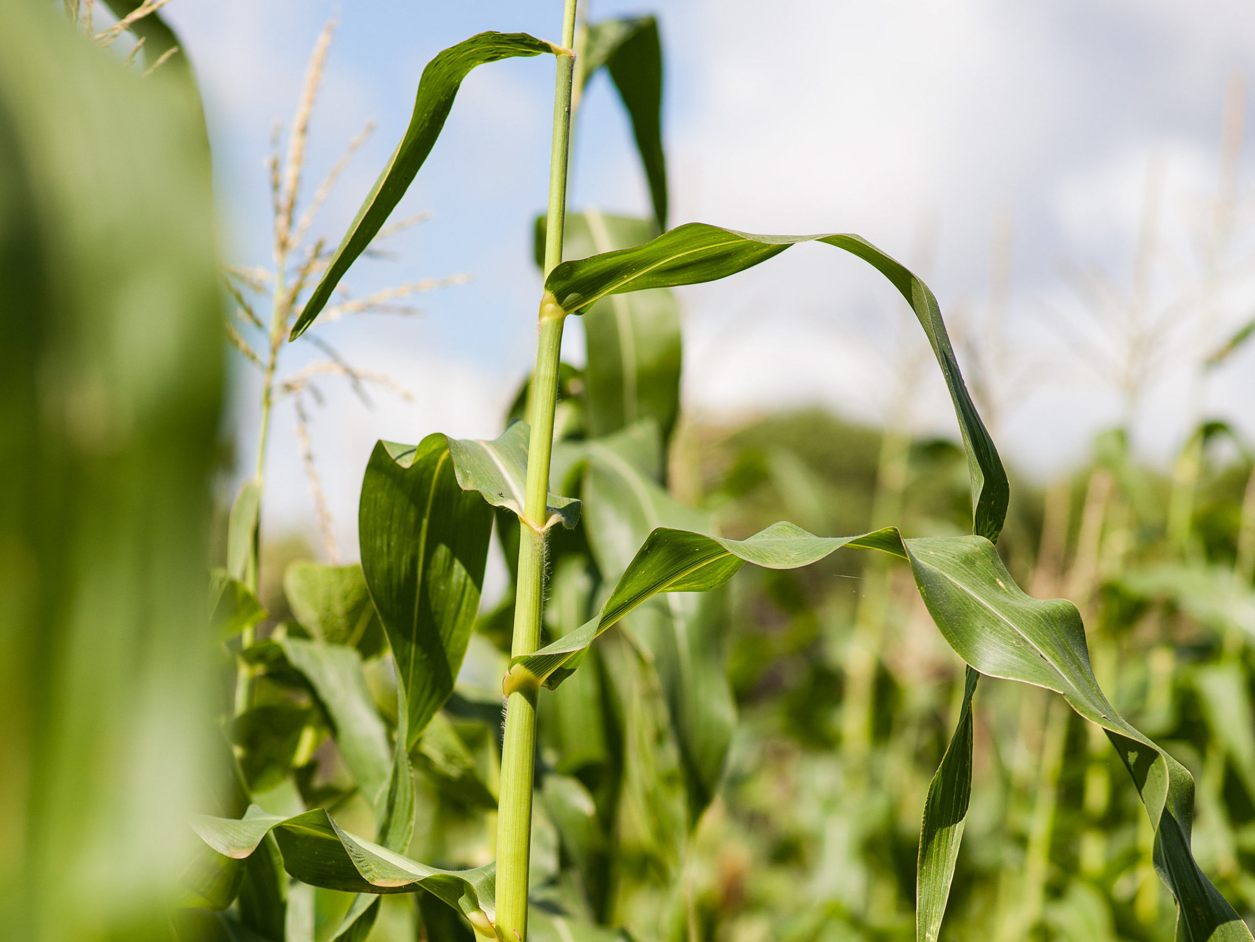 Planning Your Garden’s Growth - The Bend Magazine