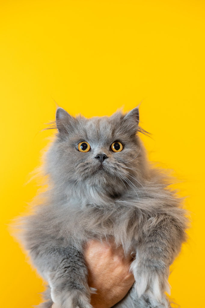 The Coastal Bend's Cutest Pets 2021 - The Bend Magazine