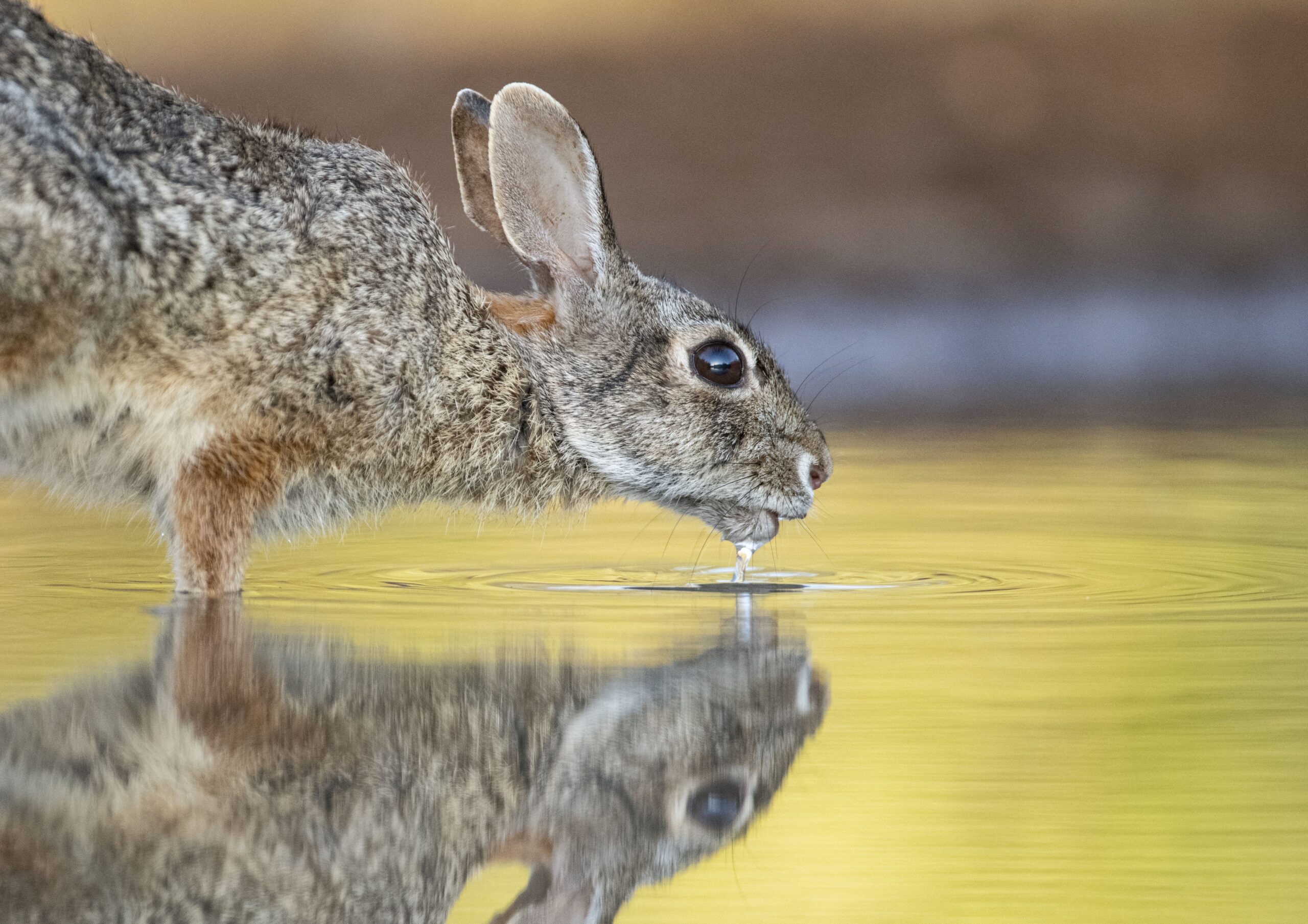 How the Non-Profit Wildlife in Focus Preserves and Protects Wildlife