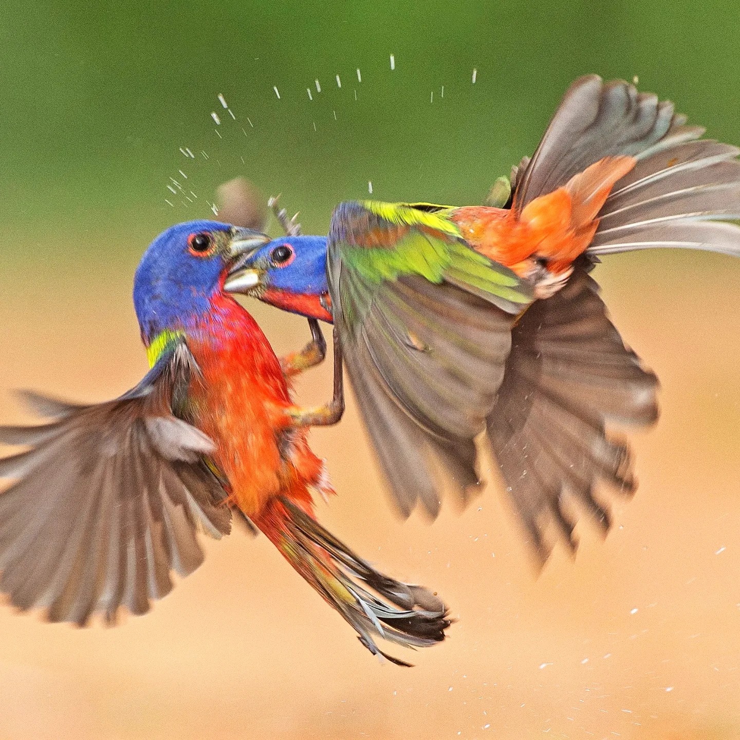 The Birdiest Festival in America Takes Flight in Corpus Christi