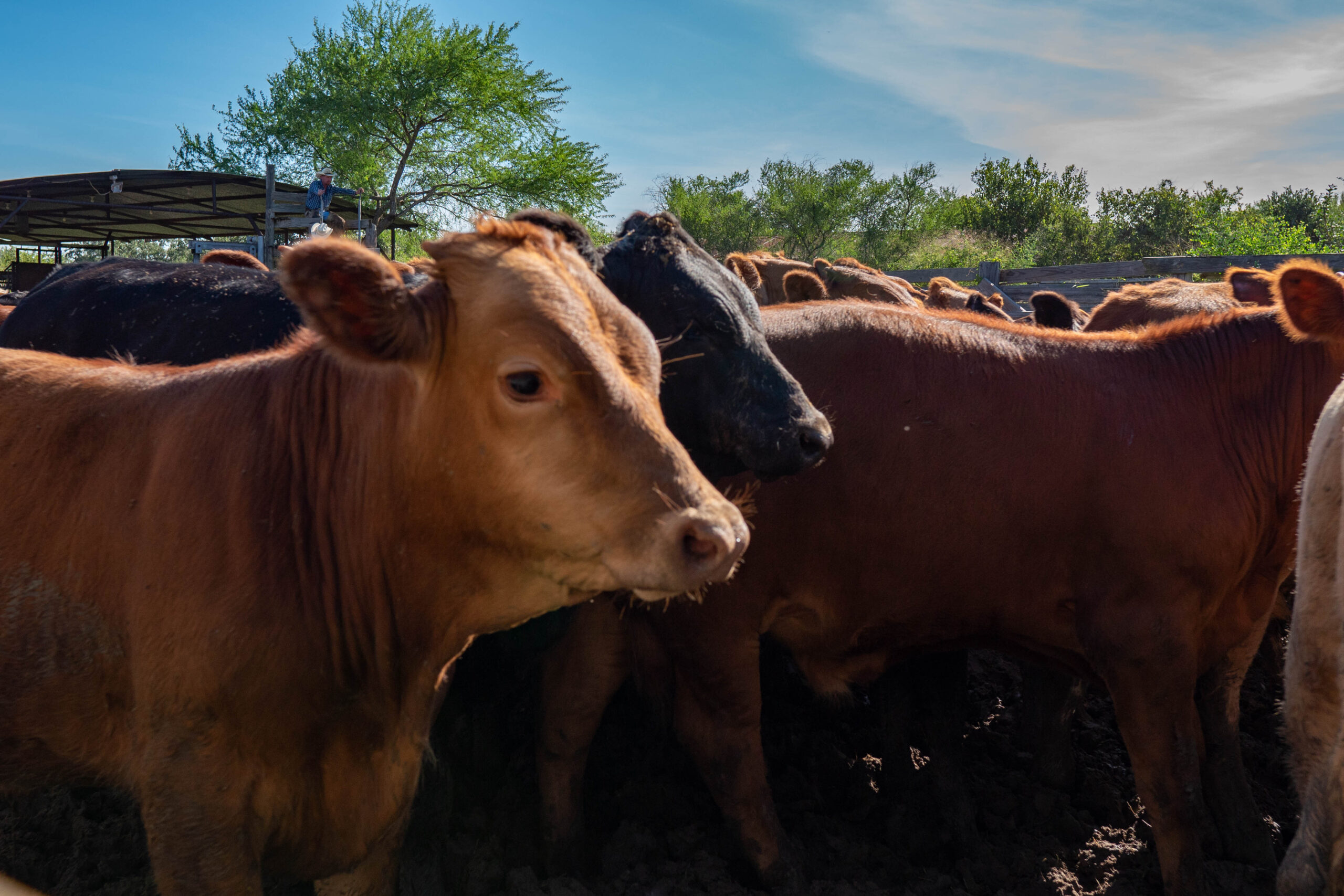 Raising the Steaks with Champs Meat Market - The Bend Magazine